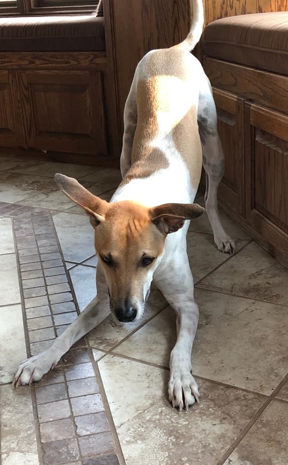 Home [www.ksk9resq.org]